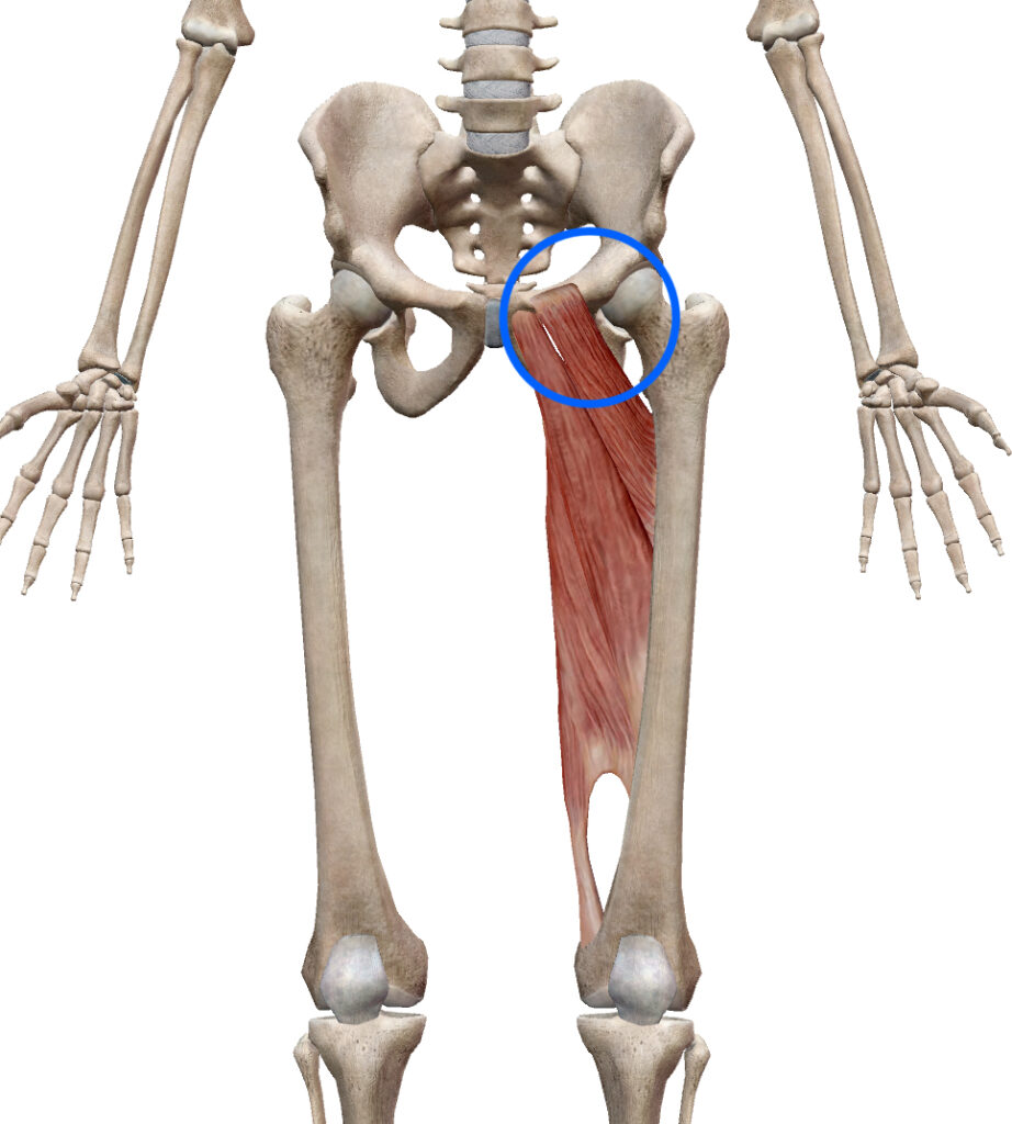 名古屋市 50代以上女性へ 立ち上がり時に股関節前面の痛みで悩んでいる方必見！ | アスリートヴィレッジ